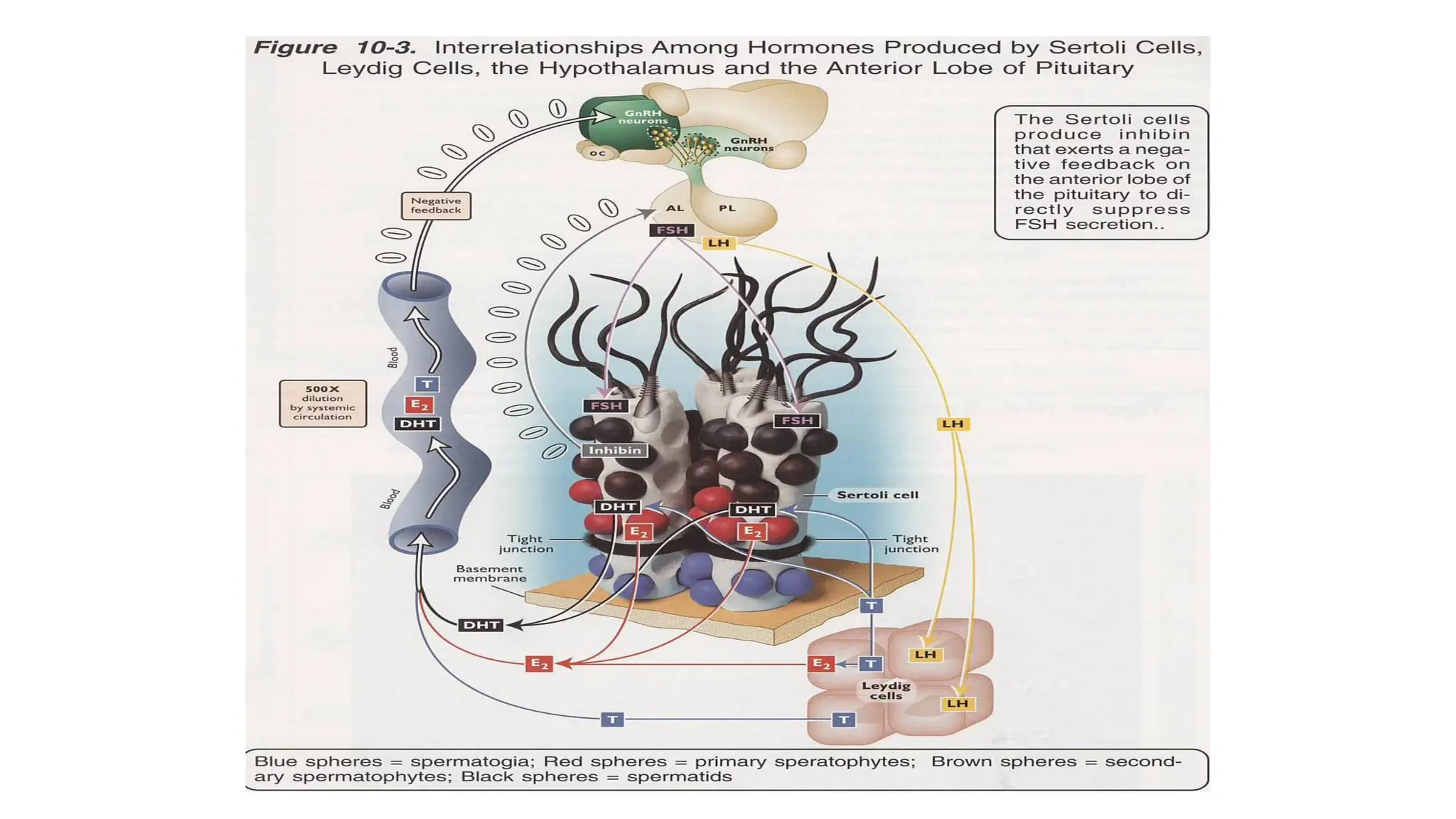 Hormones- Its functions, roles, physiology | PPTX