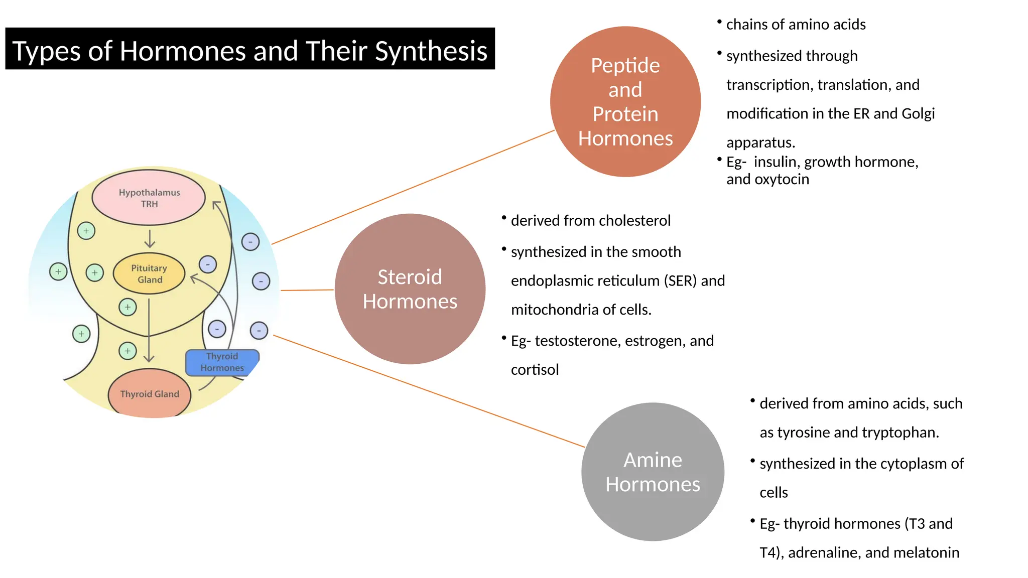 hormones action and synthesis presentation | PPTX