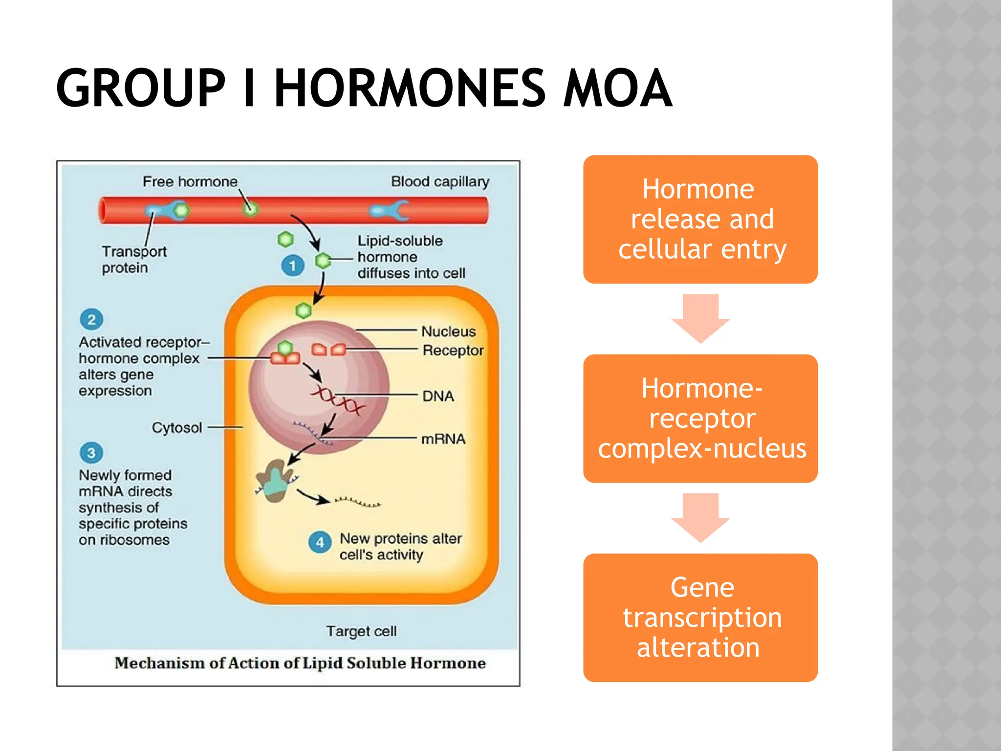 hormones.pptxhyttrttrt55555555t5rrr44er4e | PPT