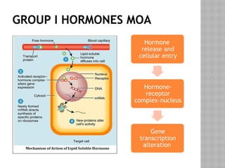 hormones.pptxhyttrttrt55555555t5rrr44er4e | PPTX