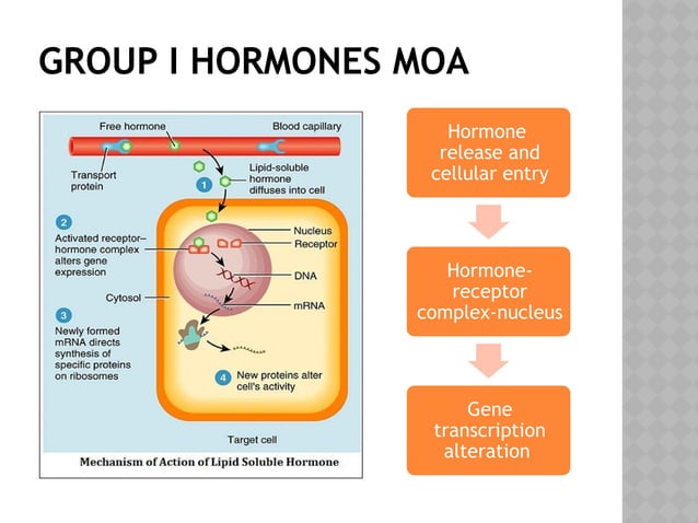 hormones.pptxhyttrttrt55555555t5rrr44er4e | PPTX