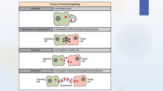 Hormones, its classification and types_.pptx
