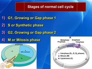 cell biology by dr bekhet elkott | PDF