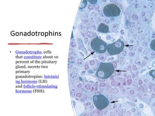 Hormones-of-the-Reproductive.pptx