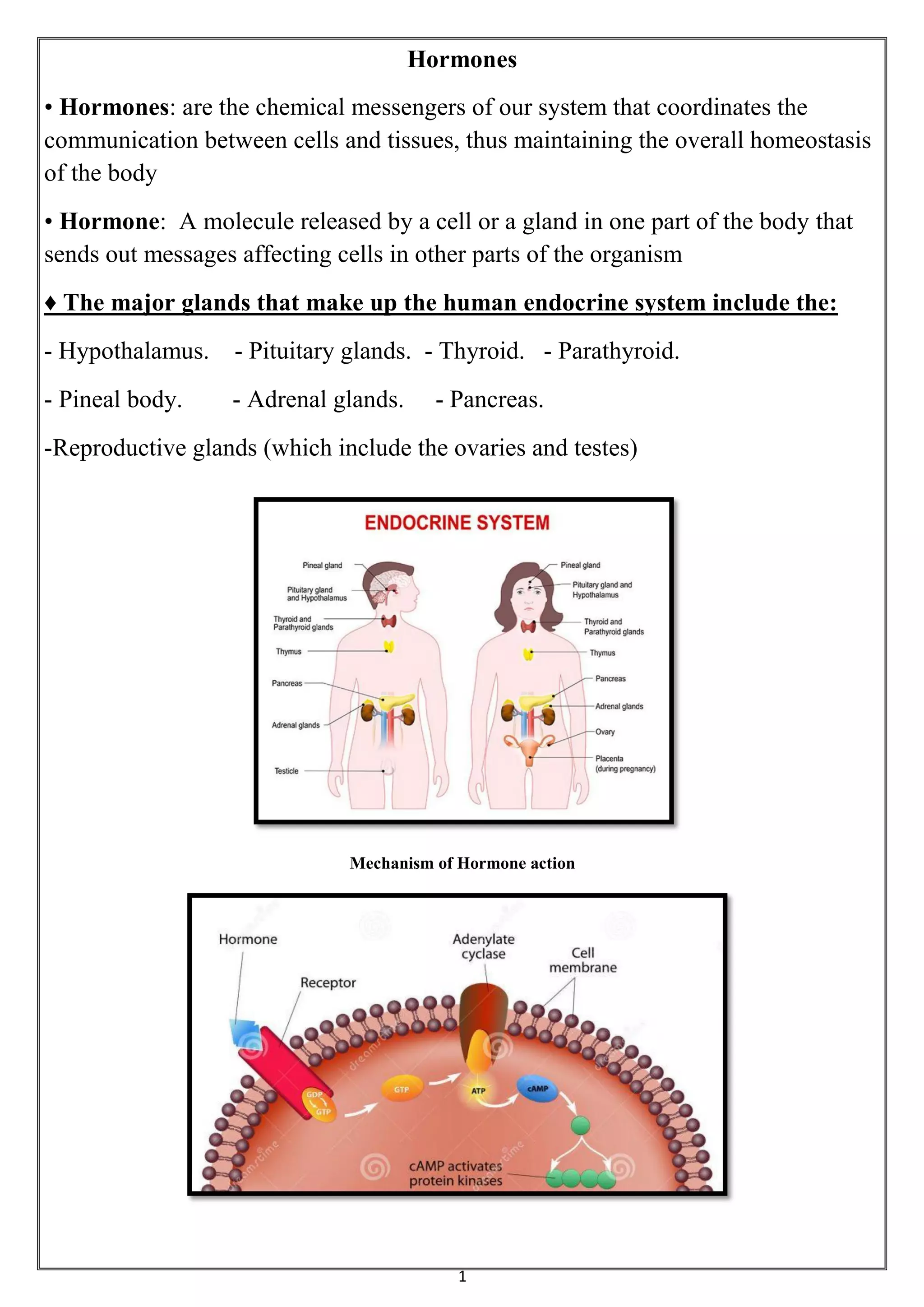 Hormones ( Thyroid Hormone ) | PDF