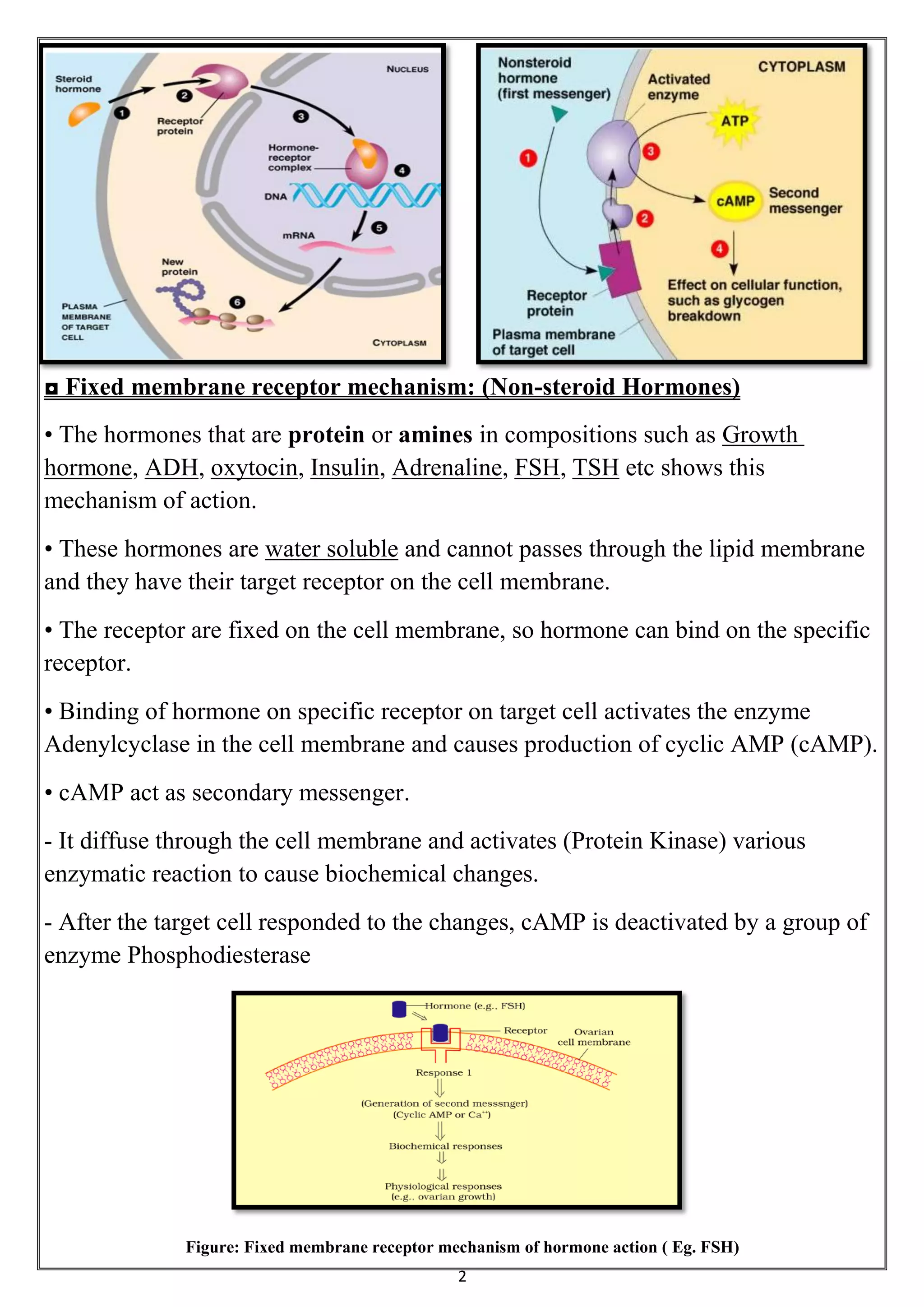 Hormones ( Thyroid Hormone ) | PDF
