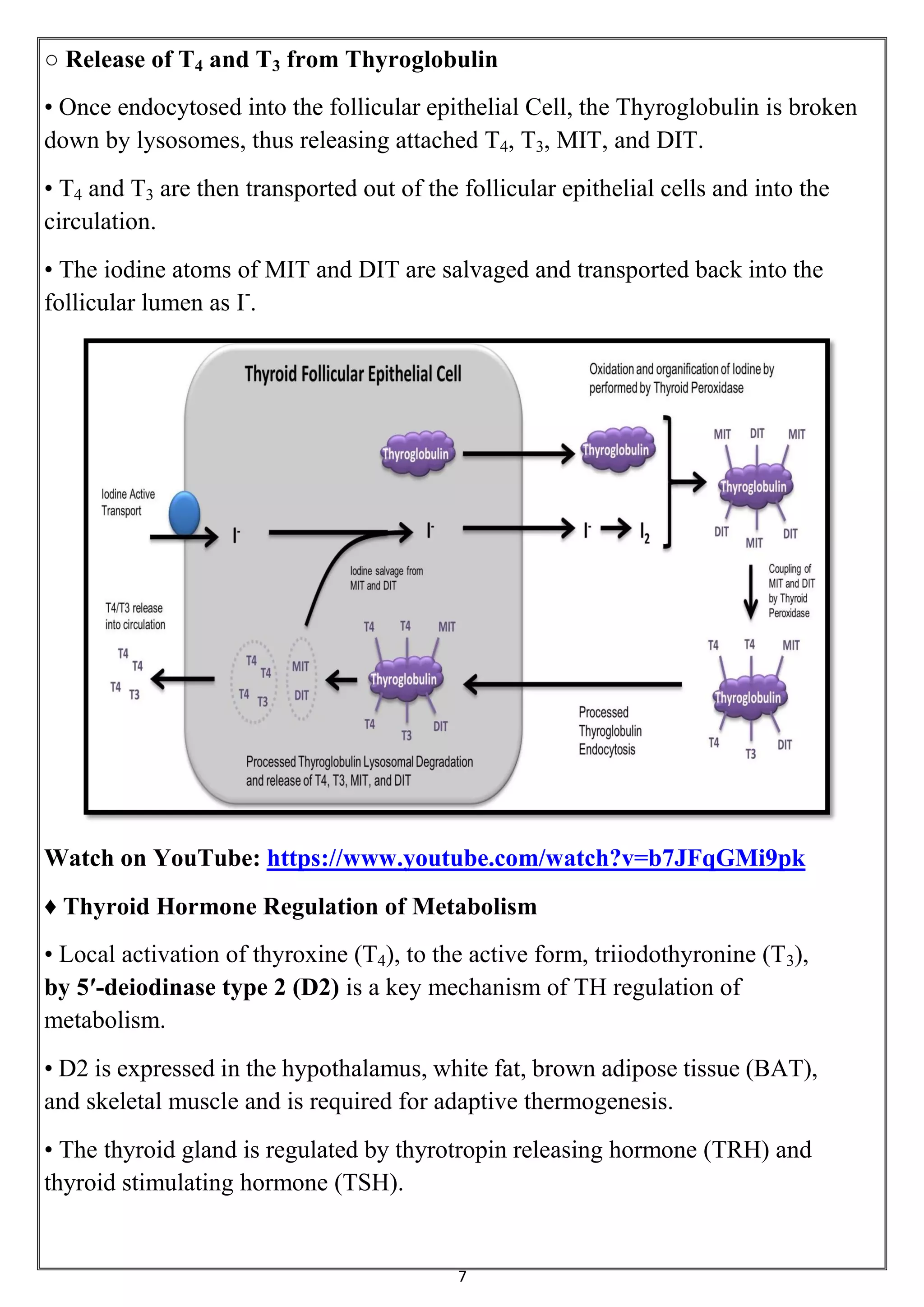 Hormones ( Thyroid Hormone ) | PDF