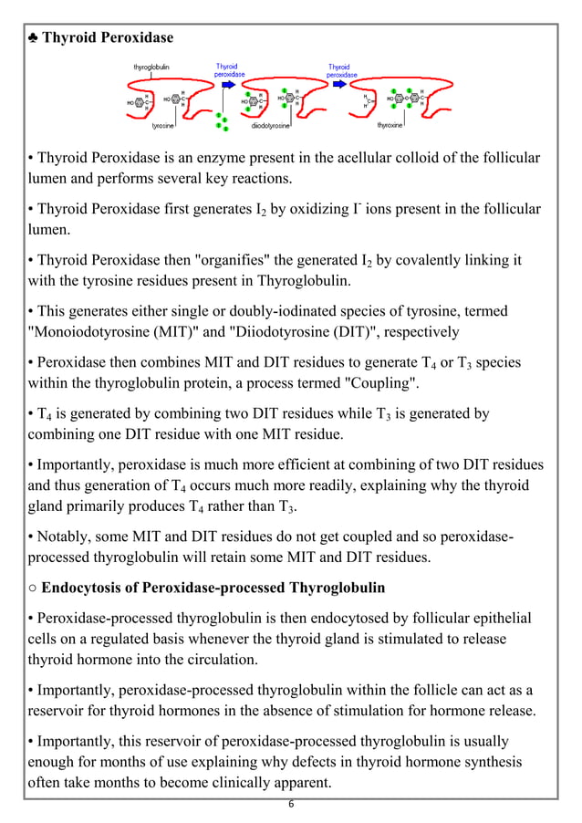 Hormones ( Thyroid Hormone ) | PDF