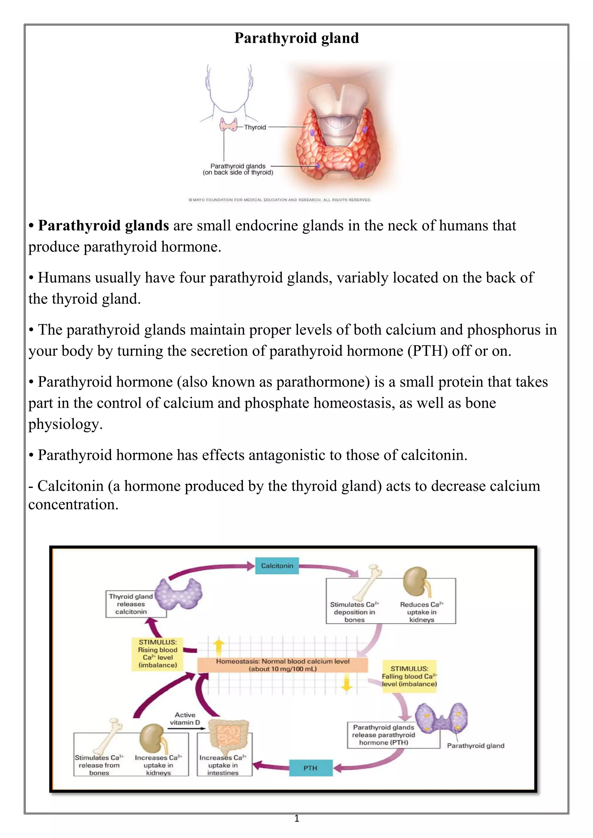 Parathyroid gland and The pituitary and Hypothalamus | PDF