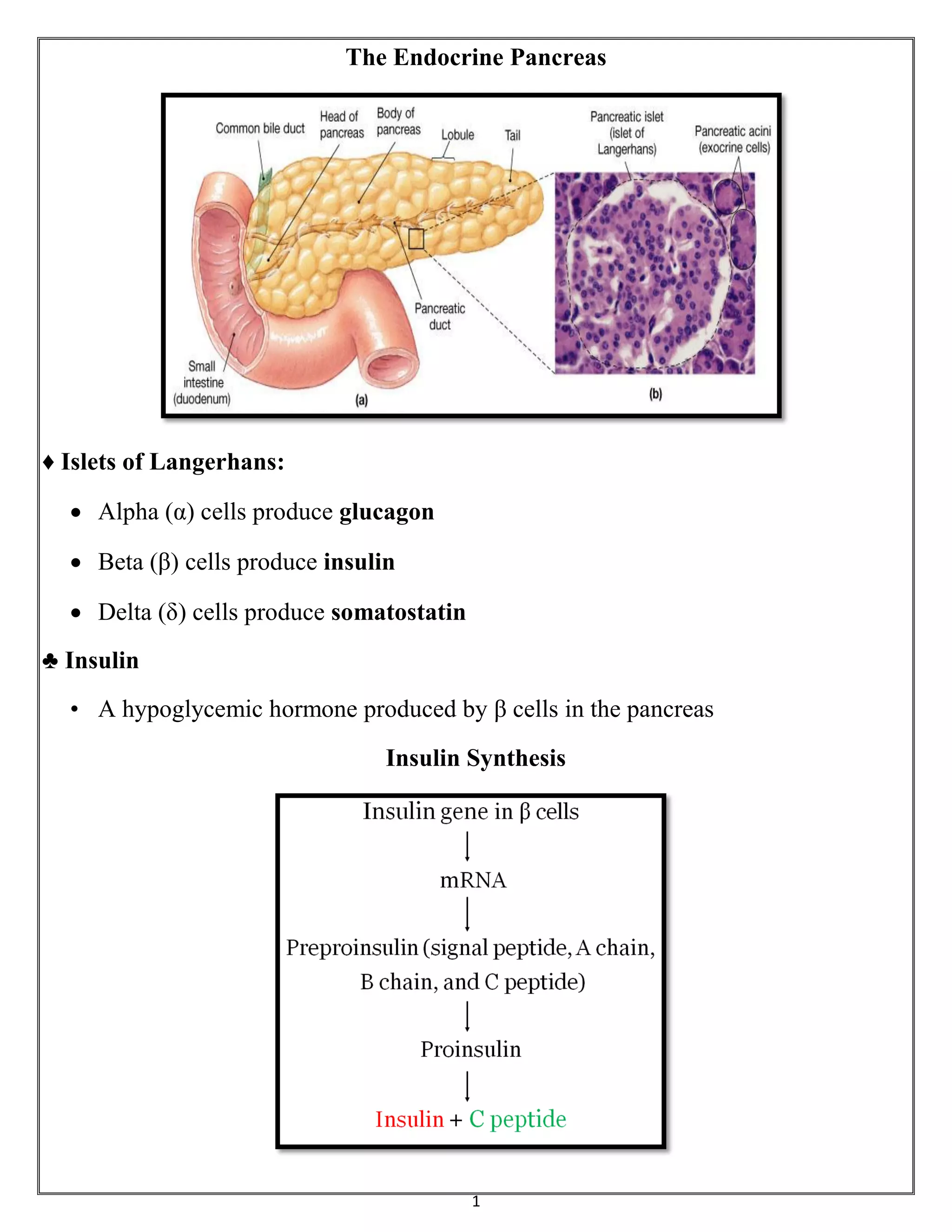 The Endocrine Pancreas | PDF