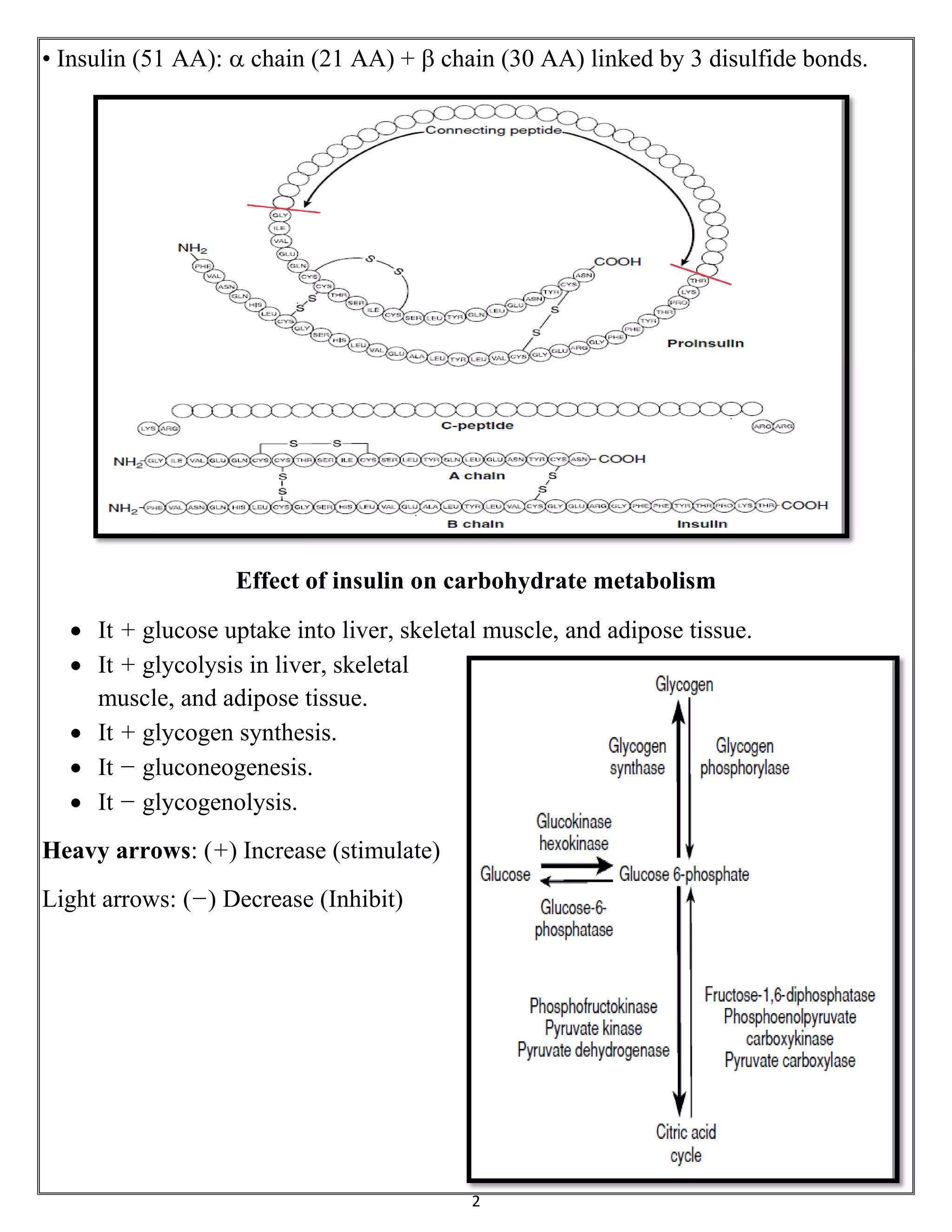 The Endocrine Pancreas | PDF
