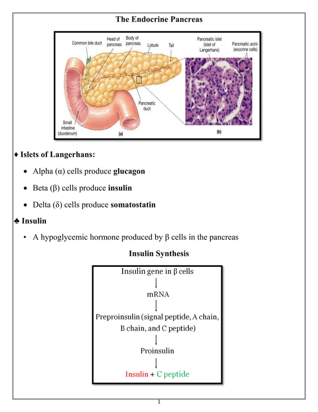 The Endocrine Pancreas | PDF