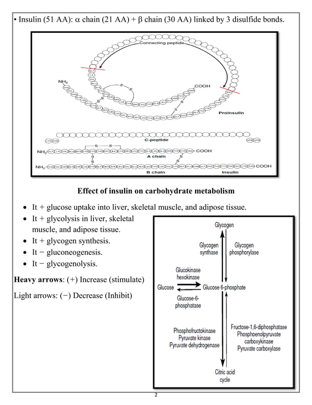 The Endocrine Pancreas | PDF