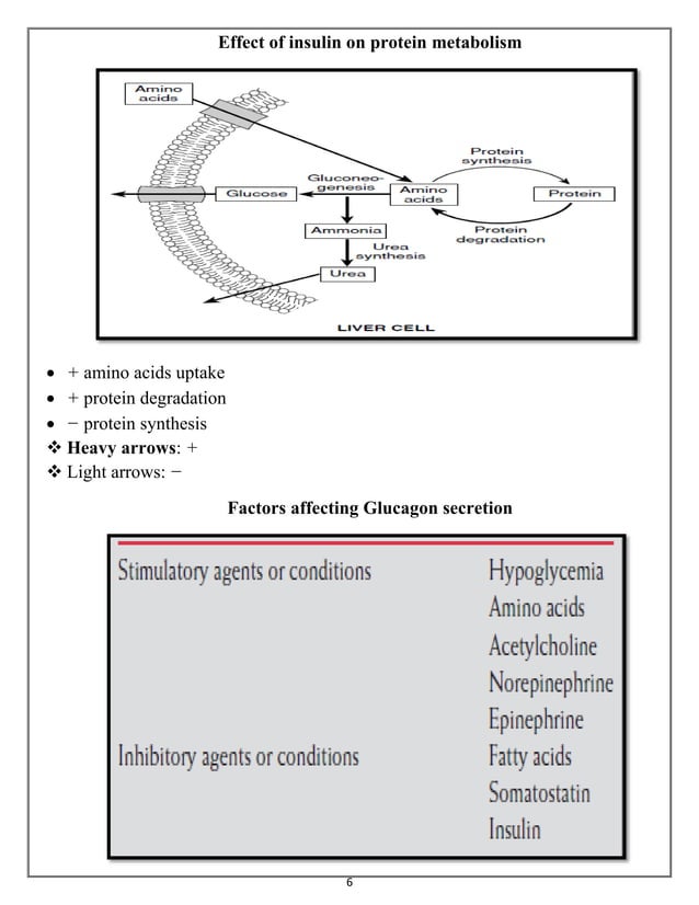 The Endocrine Pancreas | PDF