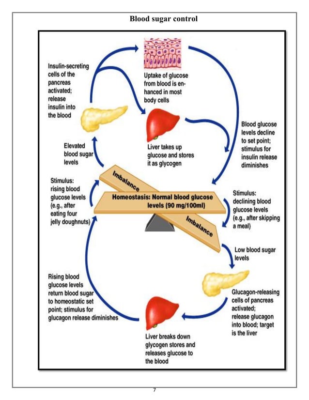 The Endocrine Pancreas | PDF