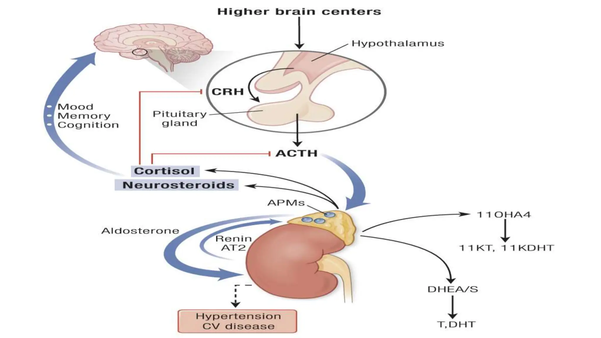 Hormones and Aging “Exploring the roles of hormones in aging process.pptx