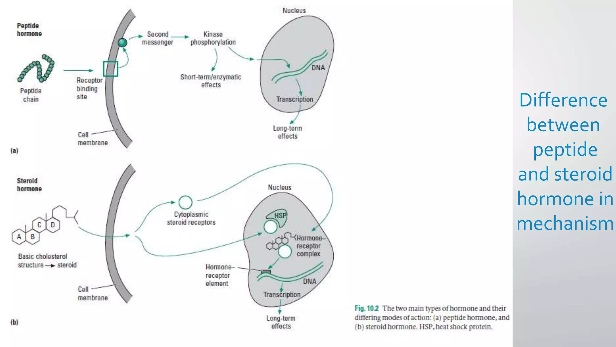 Hormones and chemical | PPT