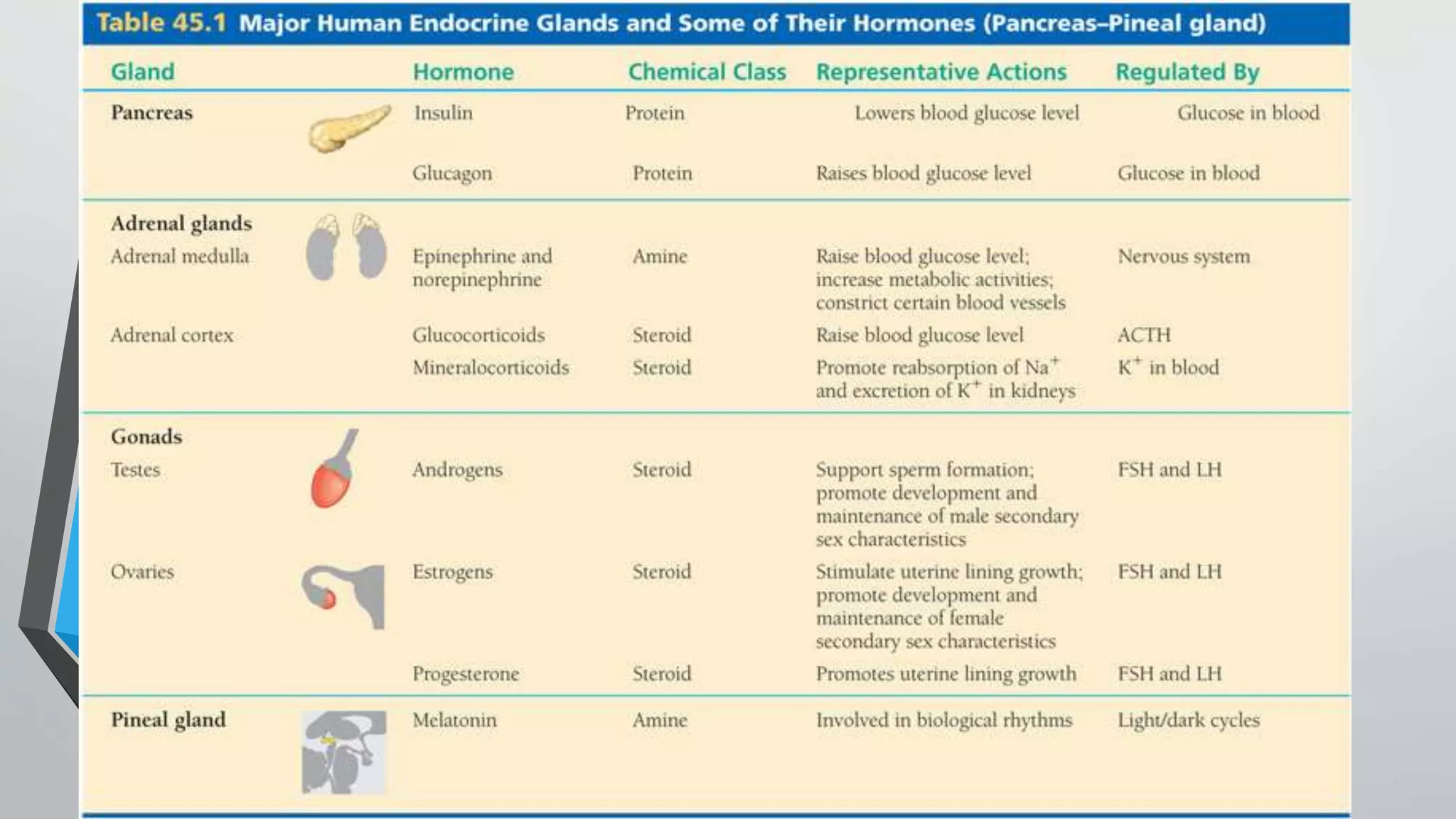 Hormones and chemical | PPT