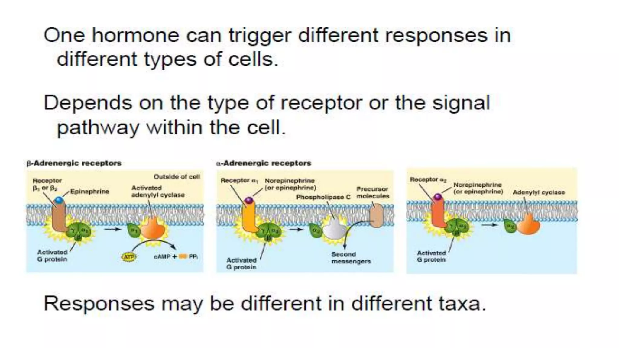 HORMONES AND SIGNAL TRANSDUCTION.pptx | Hormonal Disorders | Endocrine ...