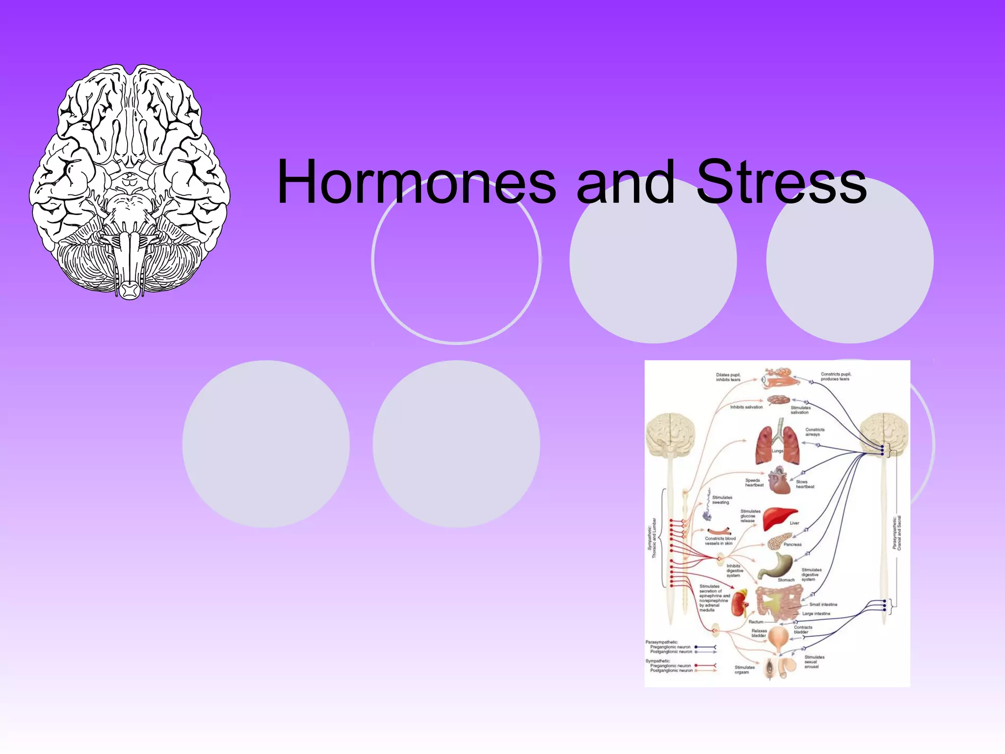 Hormones and Stress | PPT