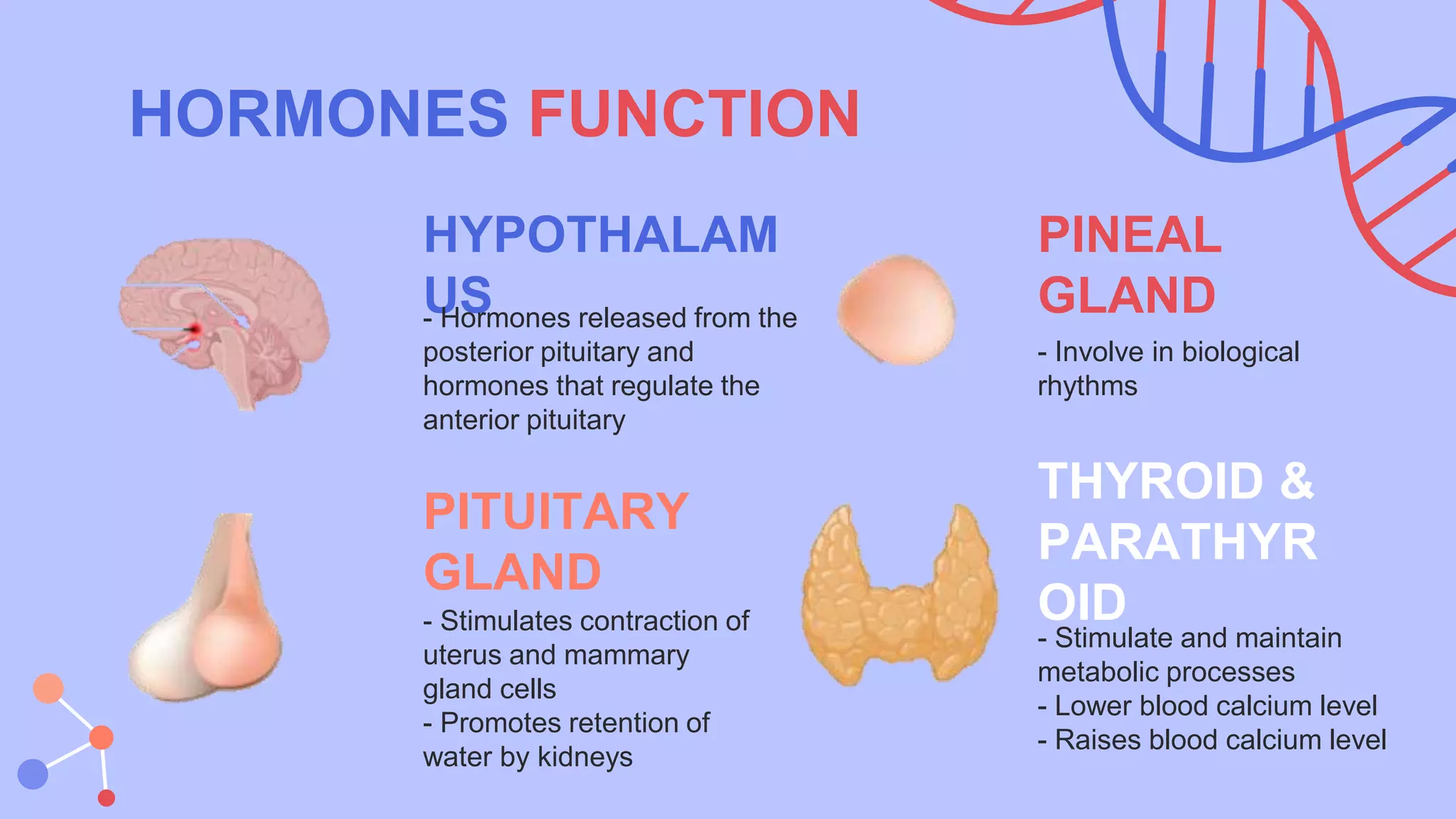 Hormones and the Endocrine System.pptx