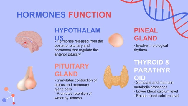 Hormones and the Endocrine System.pptx