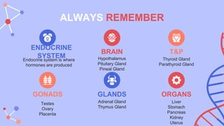 Hormones and the Endocrine System.pptx