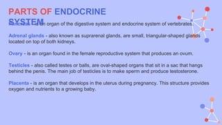 Hormones and the Endocrine System.pptx