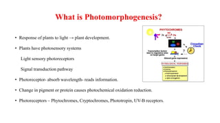 PLANT HORMONES | PPTX