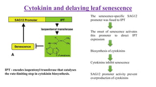 PLANT HORMONES | PPTX