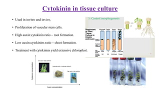 PLANT HORMONES | PPTX