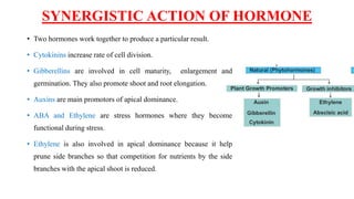 PLANT HORMONES | PPTX