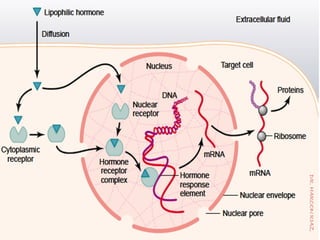 Hormones Classification & Signalling and mode of action | PDF