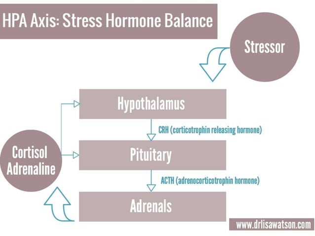 Hormone Harmony: Bringing Balance to Women's Hormones | PPTX