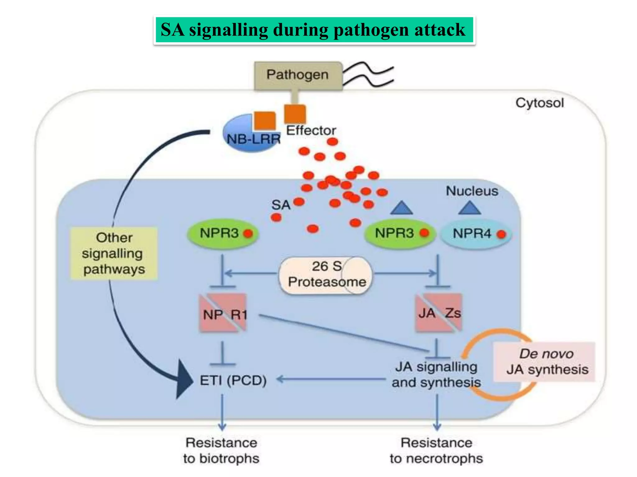 Hormone signaling | PPT