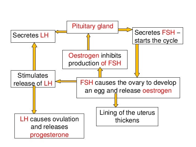 Hormones in the menstrual cycle