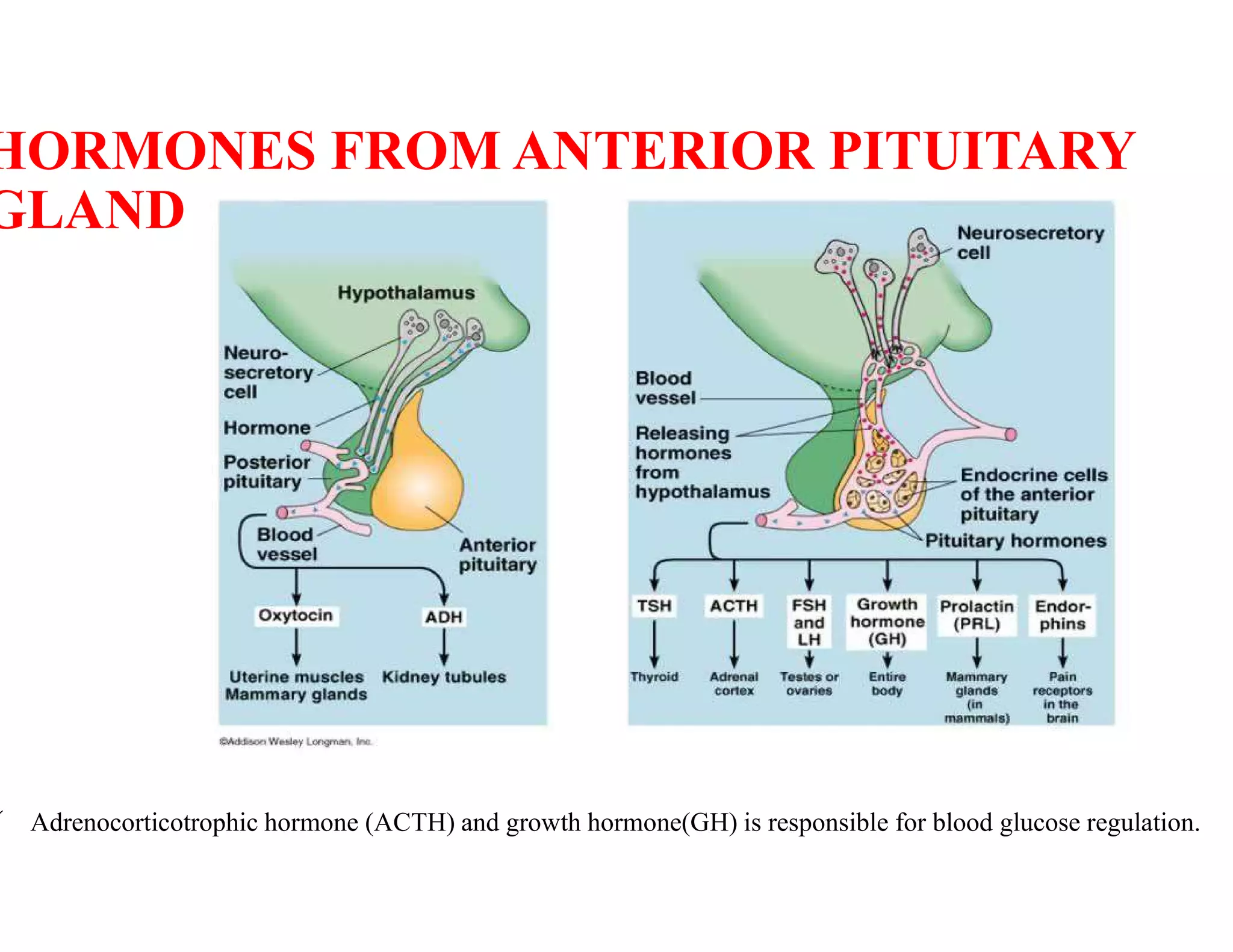 Hormones involved in regulation of blood glucose | PDF