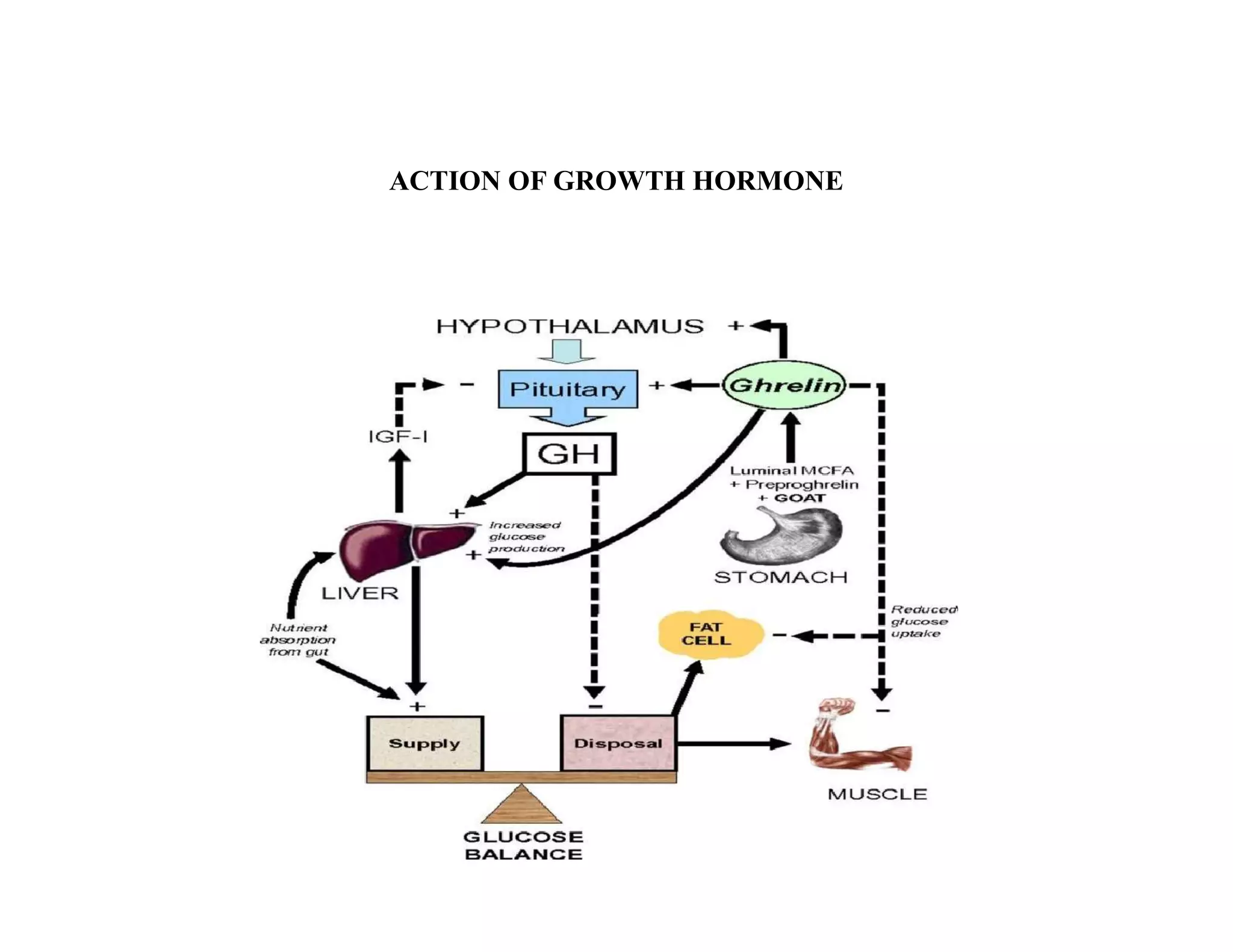 Hormones involved in regulation of blood glucose | PDF