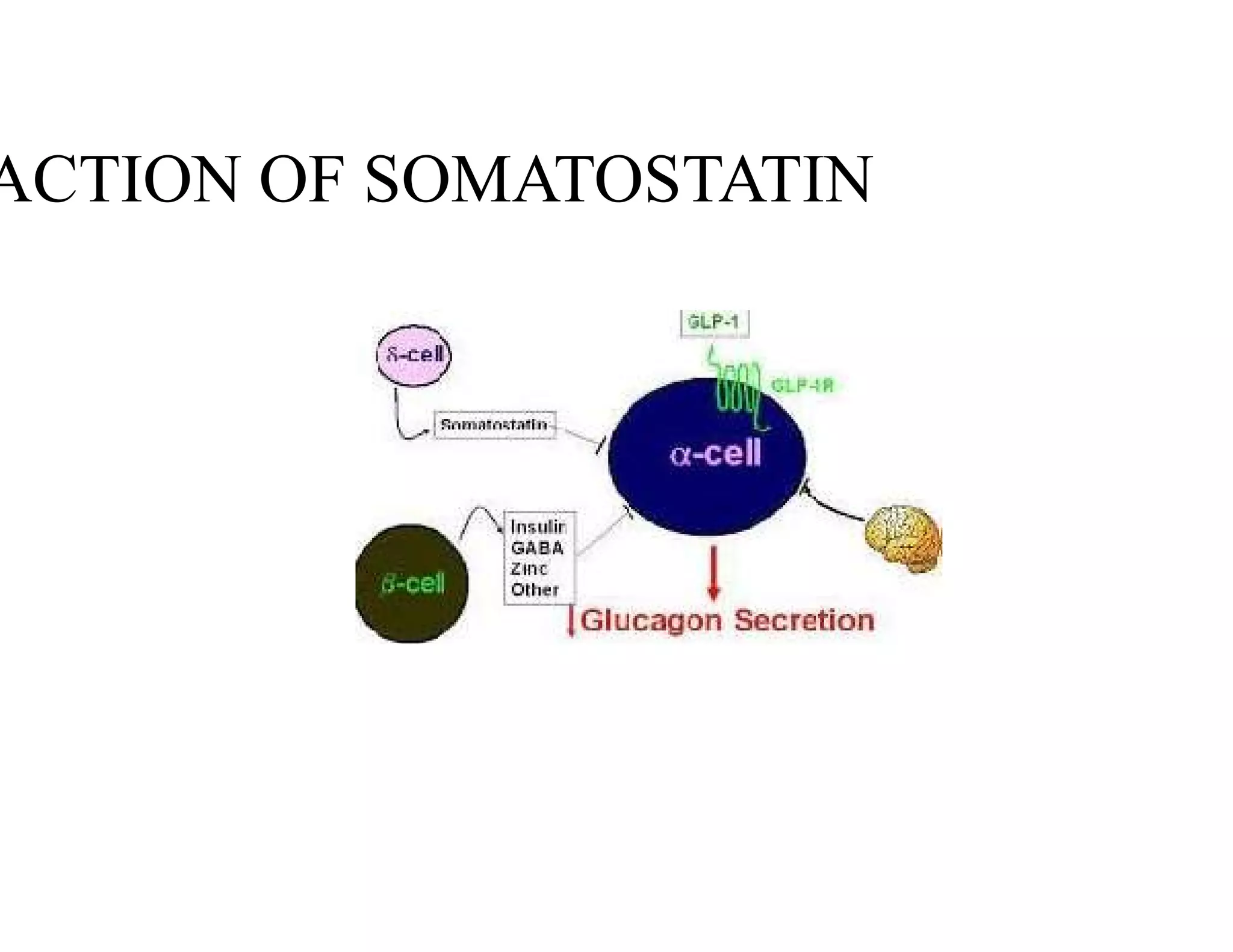 Hormones involved in regulation of blood glucose | PDF