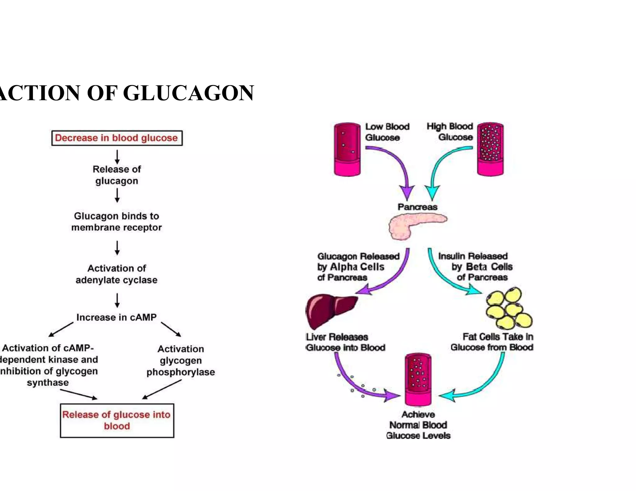 Hormones involved in regulation of blood glucose | PDF