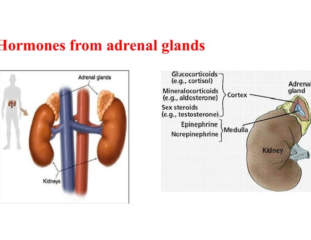 Hormones involved in regulation of blood glucose | PDF | Endocrine and ...
