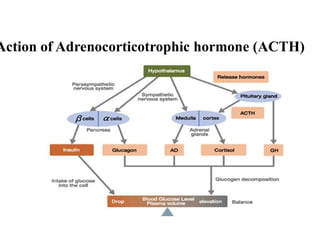 Hormones involved in regulation of blood glucose | PDF | Endocrine and ...