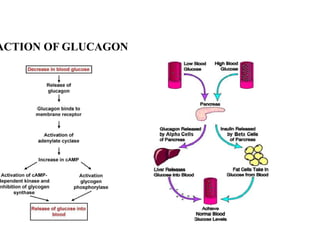 Hormones involved in regulation of blood glucose | PDF | Endocrine and ...