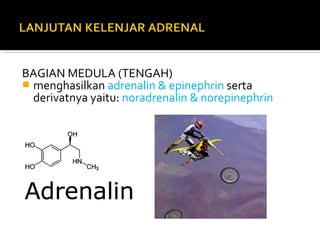 Hormone's lecture | PPT