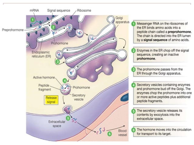 Hormones of pancreas (The Guyton and Hall physiology Maryam Fida (o ...