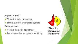Hormones of pituitary gland | PPTX