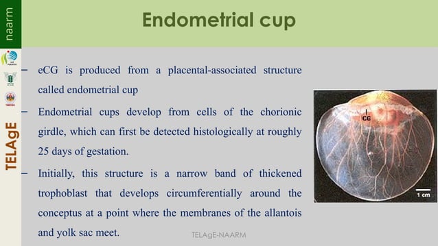 Hormones in cattle cattle hormones PPT.pptx