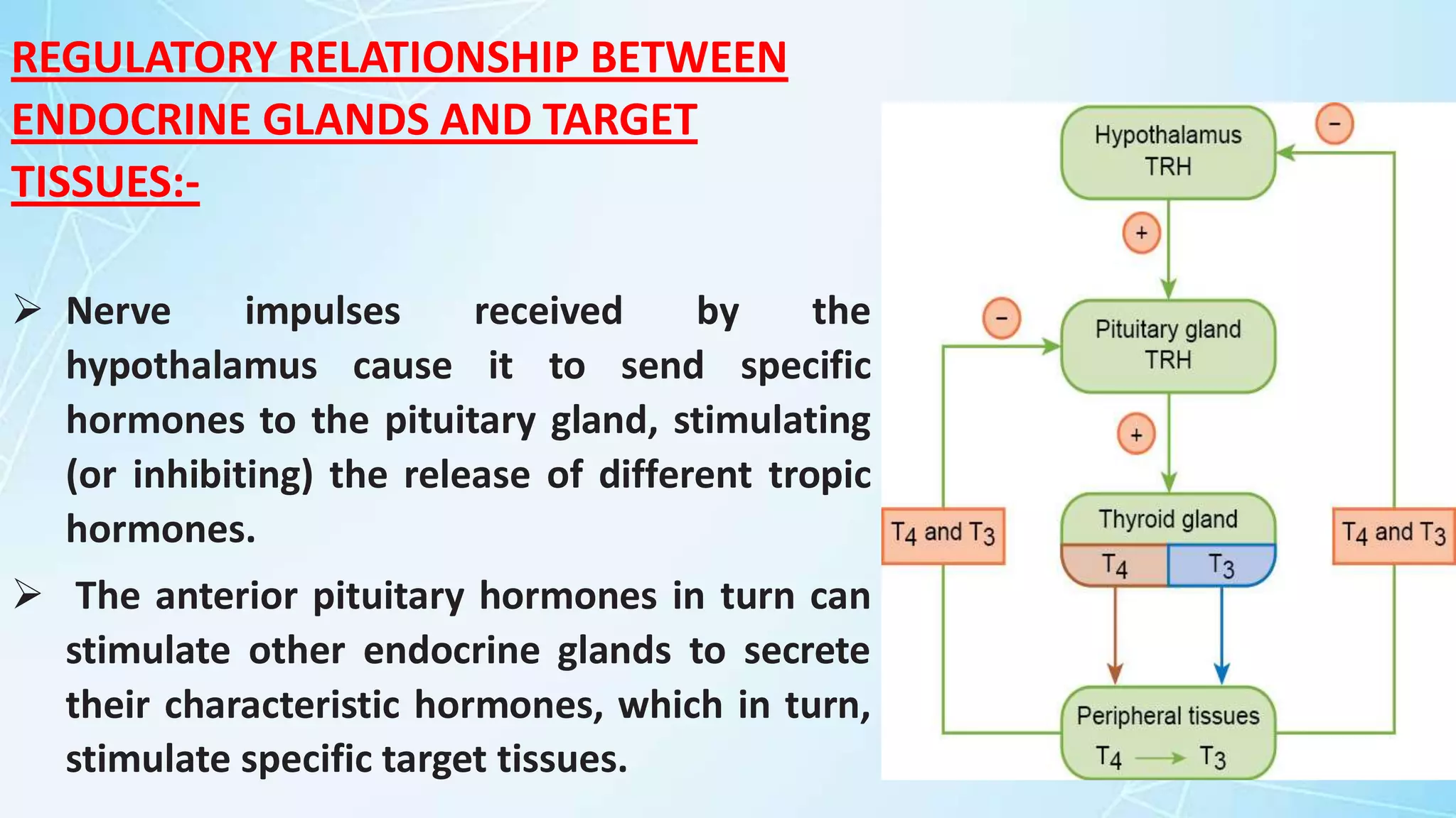 hormones ppt 2.pdf