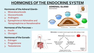 Hormones | PPT