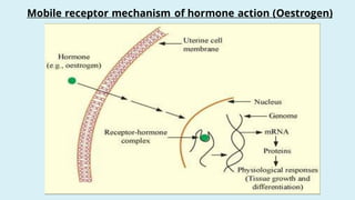 Hormones | PDF